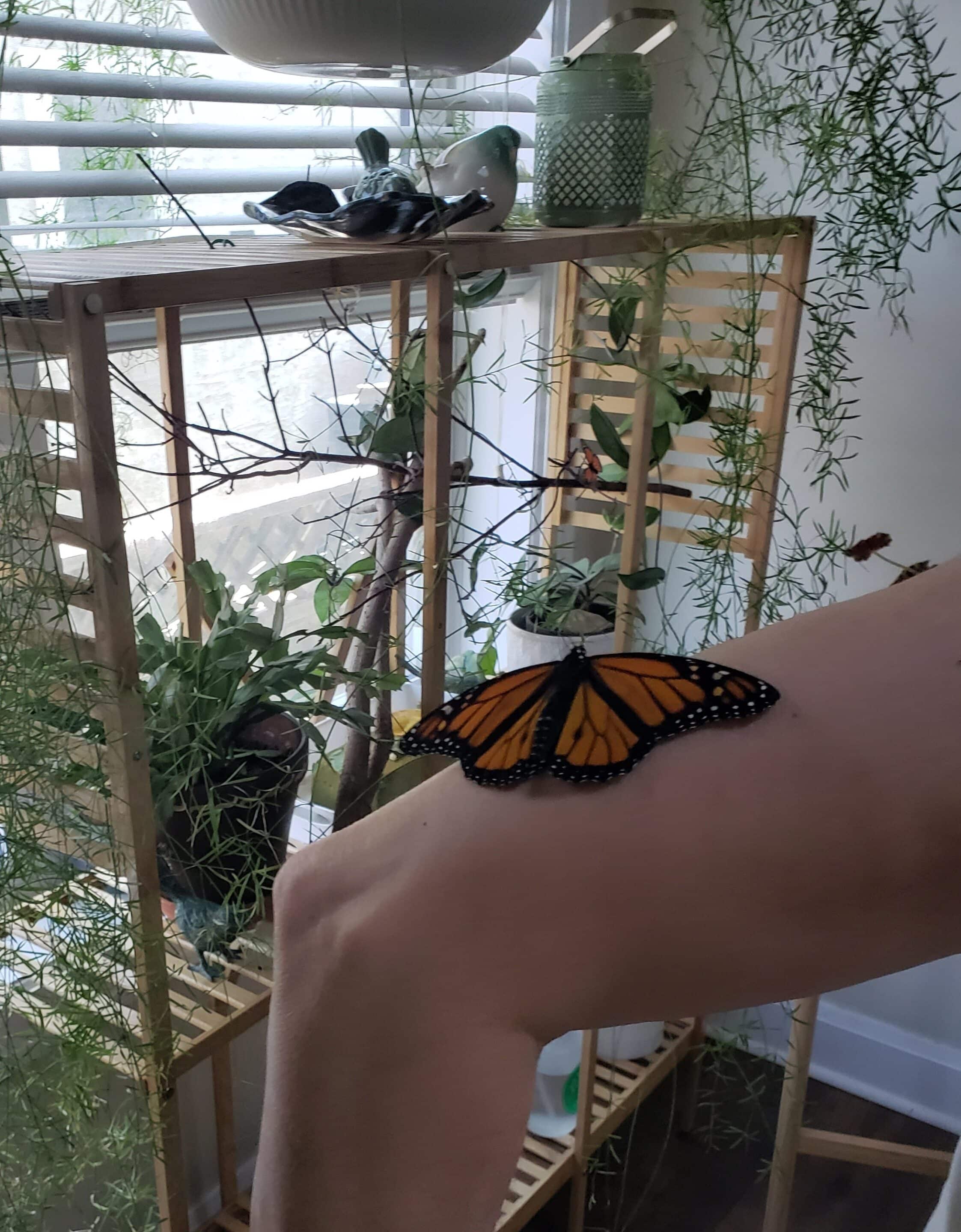 Building with Integrity: The Quiet Power of the Butterfly Effect ...